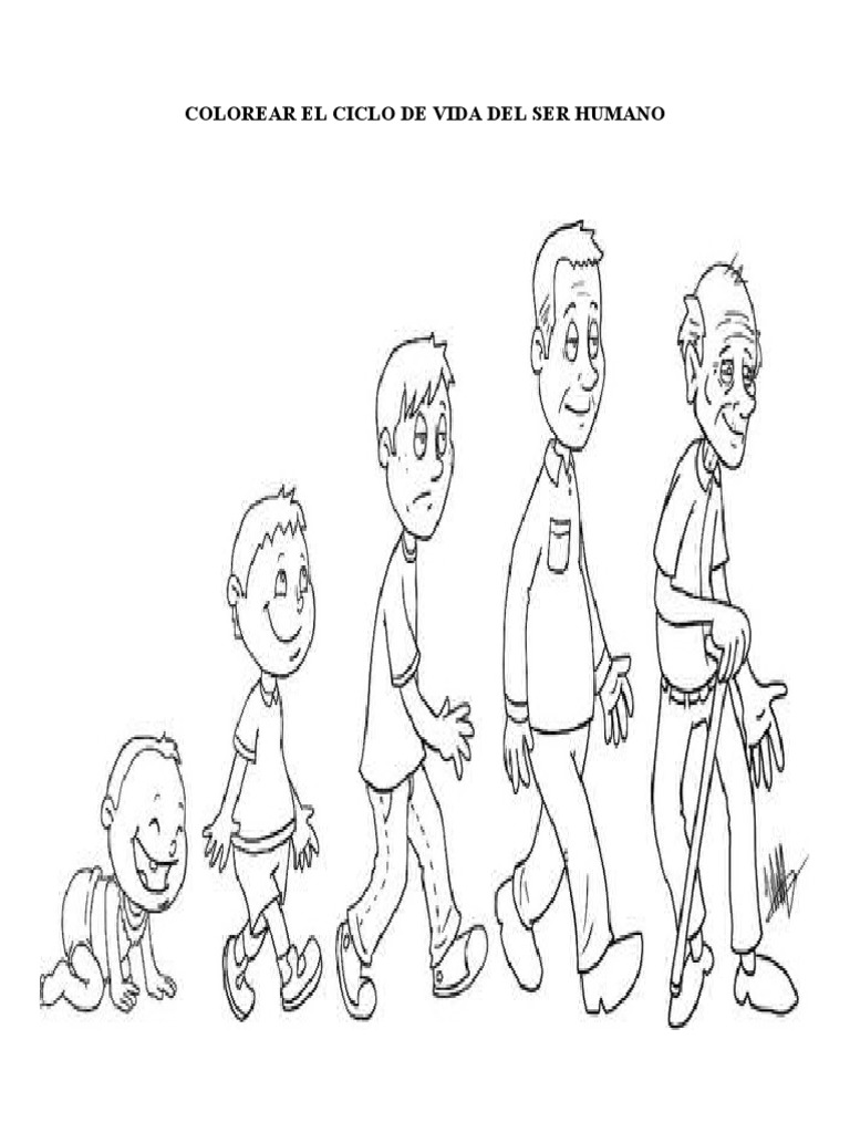 Colorear El Ciclo de Vida Del Ser Humano | PDF