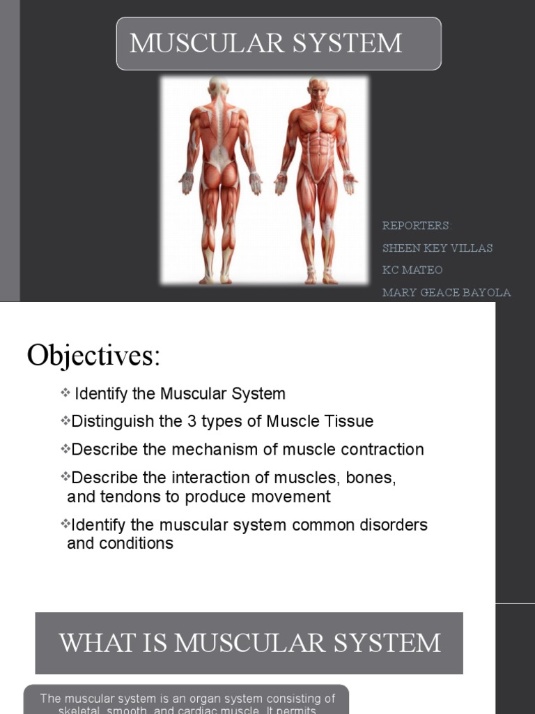 muscular-system | PDF | Motor Neuron | Skeletal Muscle