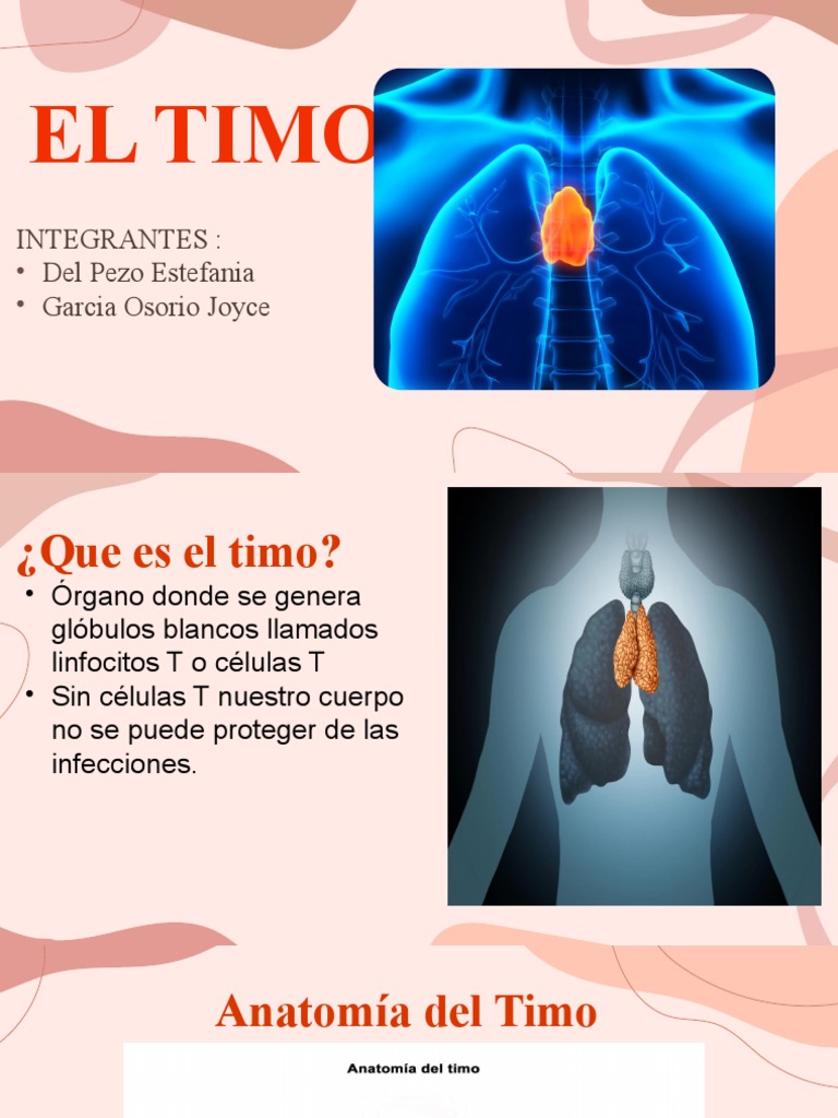 Funciones y Anatomía del Timo | PDF | Salud y bienestar
