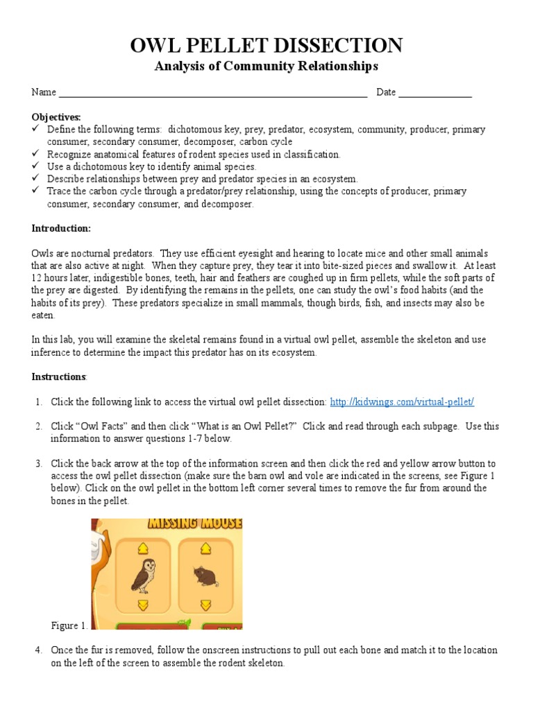 Owl Pellet Dissection Guide | PDF | Owl | Predation