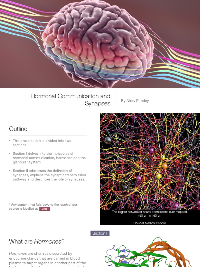 Hormonal Communication and Synapses | PDF | Chemical Synapse | Neuron