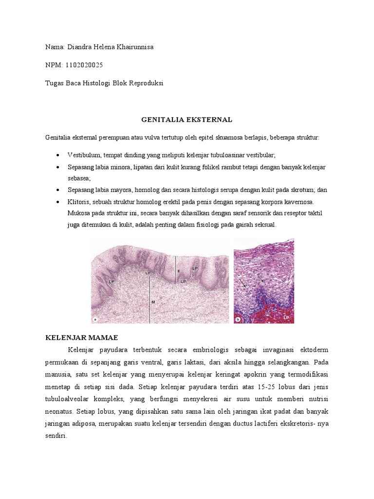 Diandra Helena Khairunnisa - Resume Histologi Genitalia Eksterna | PDF