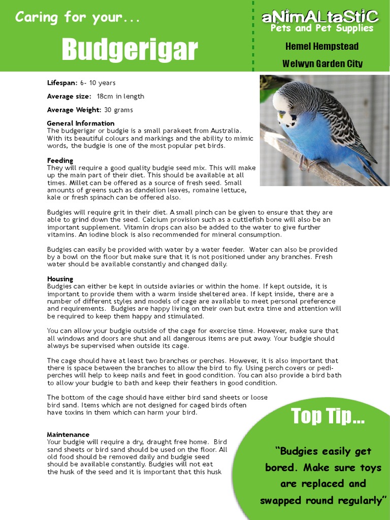 Budgie Caresheet | Download Free PDF | Beak