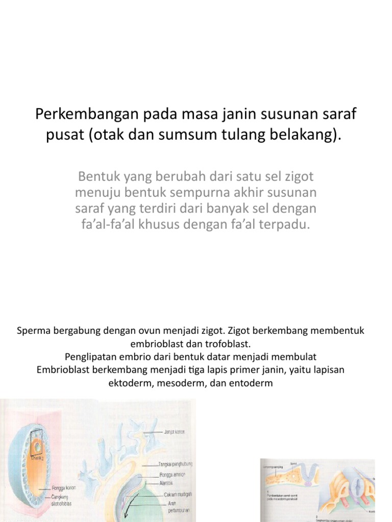 Embriologi SSP | PDF