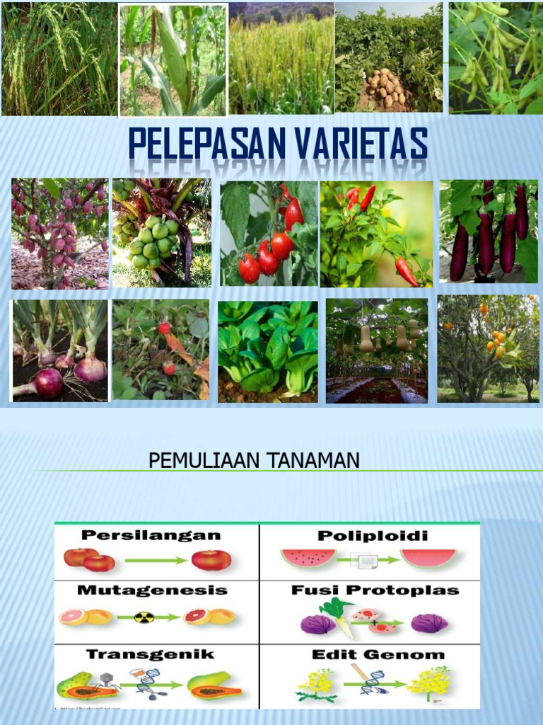 Pelepasan Varietas | PDF | Griya & Taman | Sains & Matematika