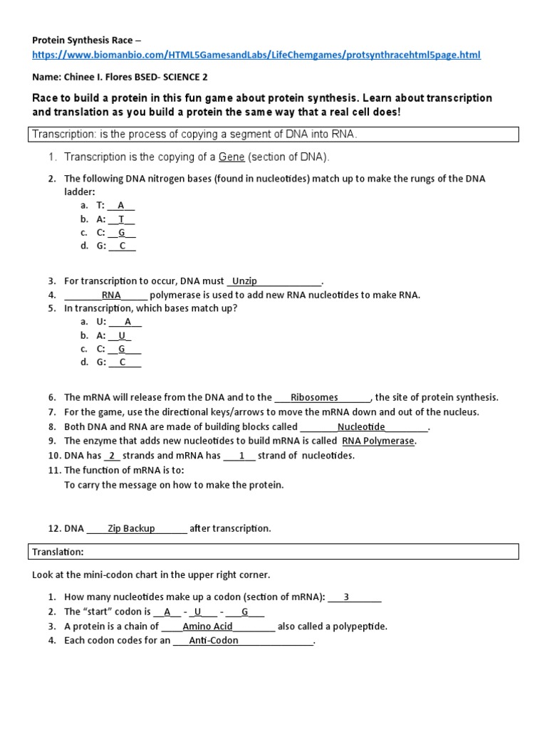 Protein Synthesis Race Activity Guide | PDF | Messenger Rna ...