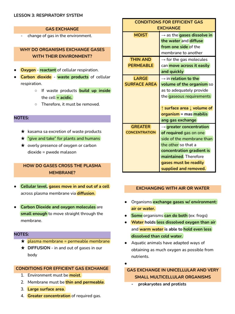 Lesson 3 - Respiratory System | PDF | Breathing | Lung
