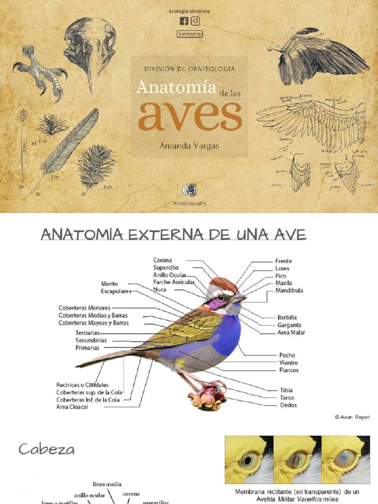 Anatomía de Las Aves | PDF