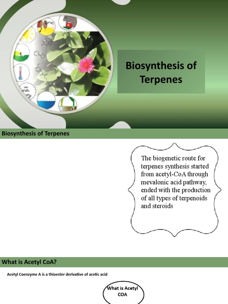 Biosynthesis of Terpenes | PDF | Physical Sciences | Biochemistry