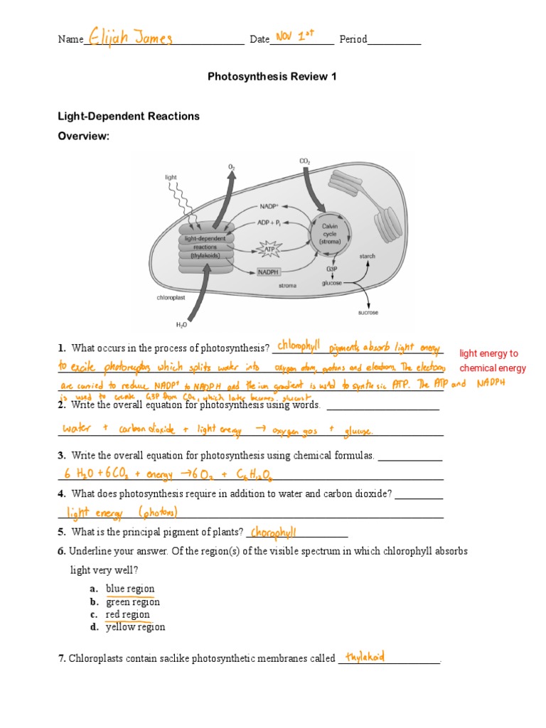 Photosynthesis Study Guide | PDF | Photosynthesis | Biology