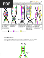 DNA Replication - Labeling | PDF