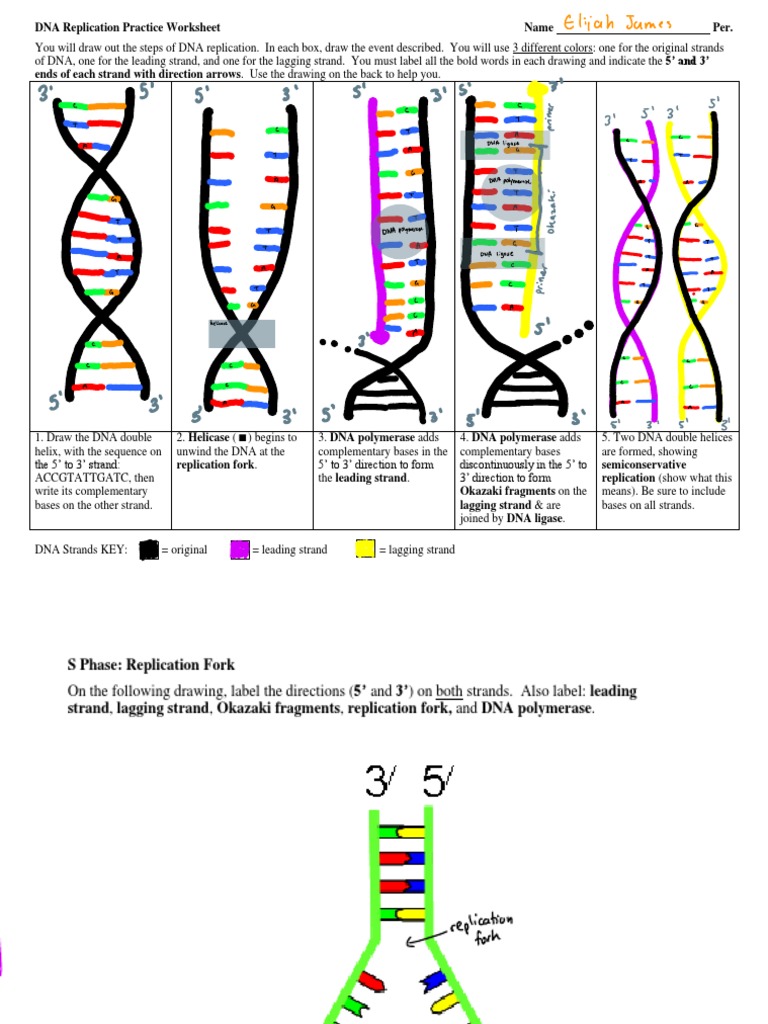 Elijah James - 35-DNA Replication Worksheet - Complete | PDF | Dna Replication | Dna