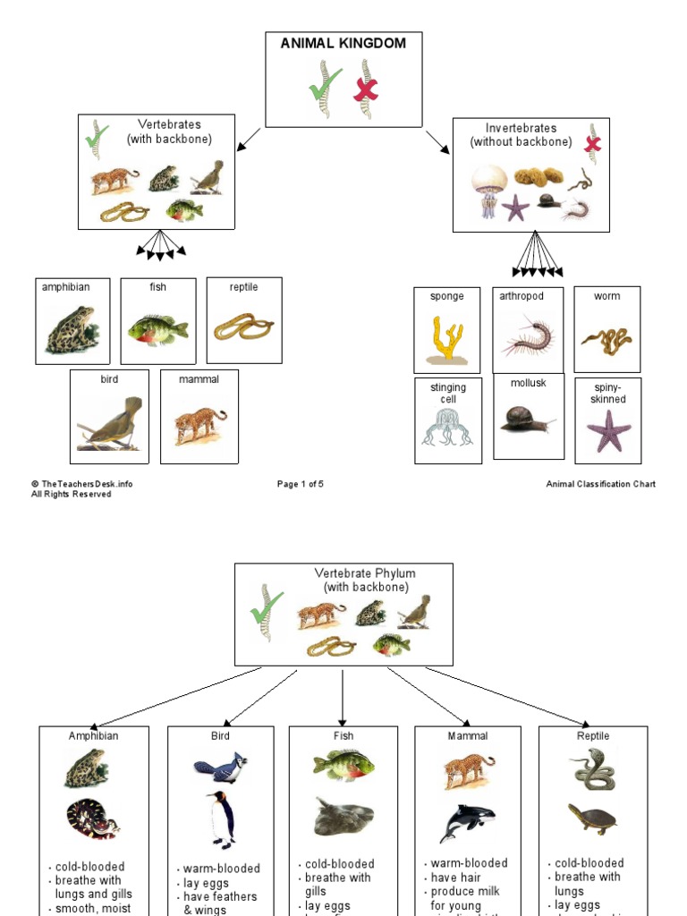 Animal Classification Charts | PDF | Invertebrate | Egg