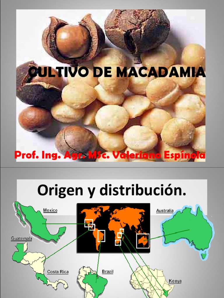 Cultivo de Macadamia 2020 | PDF | Plantas | Ciencias de la Tierra