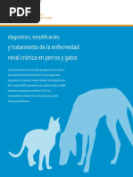 Manejo de la ERC en gatos según IRIS | PDF | Aspirina | Medicamentos ...