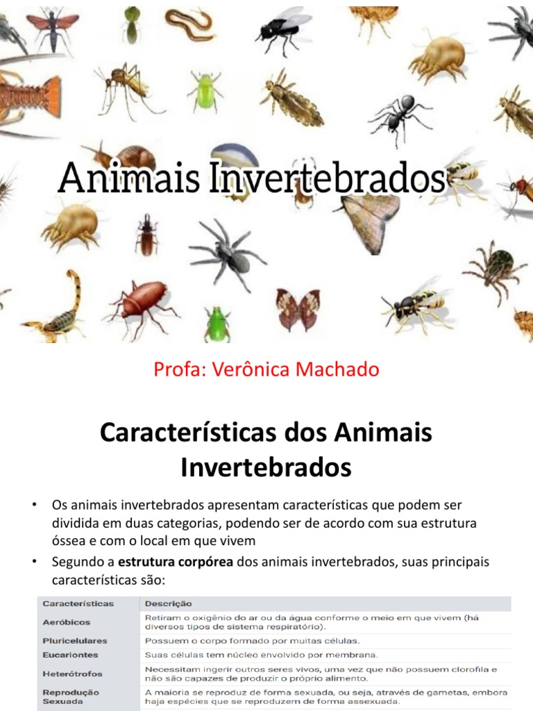 Classificacao De Invertebrados AULA 9 Animais E Seus Grupos