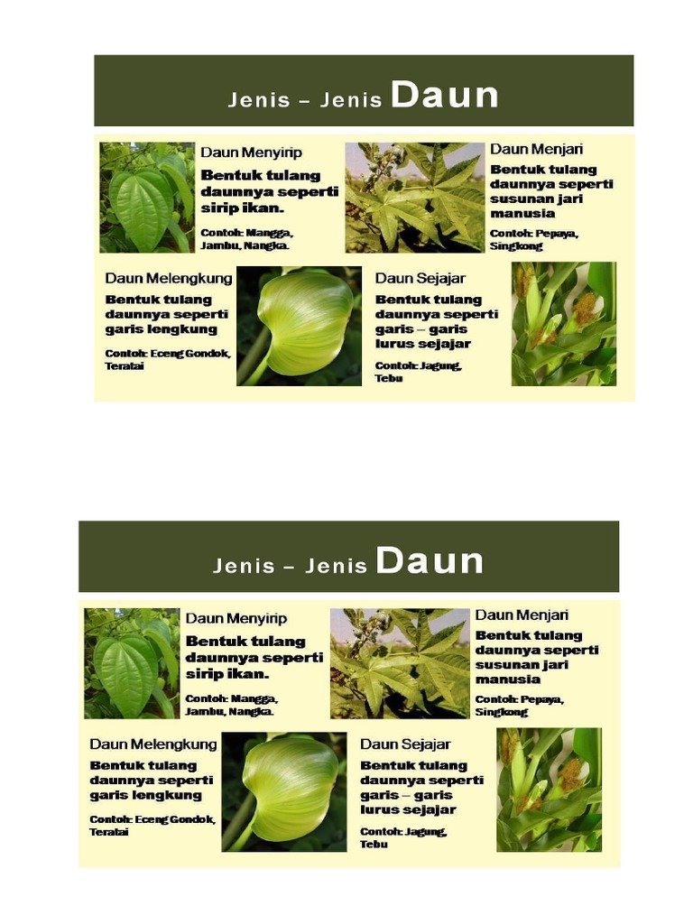 Gambar Bentuk Tulang Daun | PDF