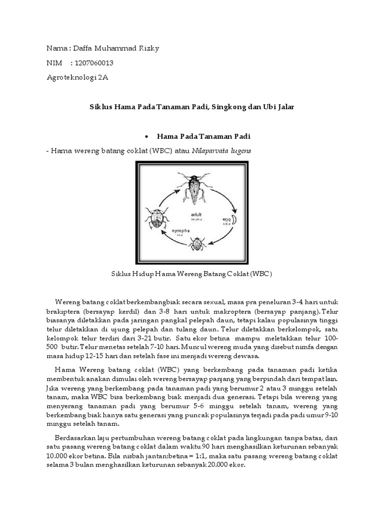 Siklus Hama Padi, Singkong, Ubi Jalar | PDF