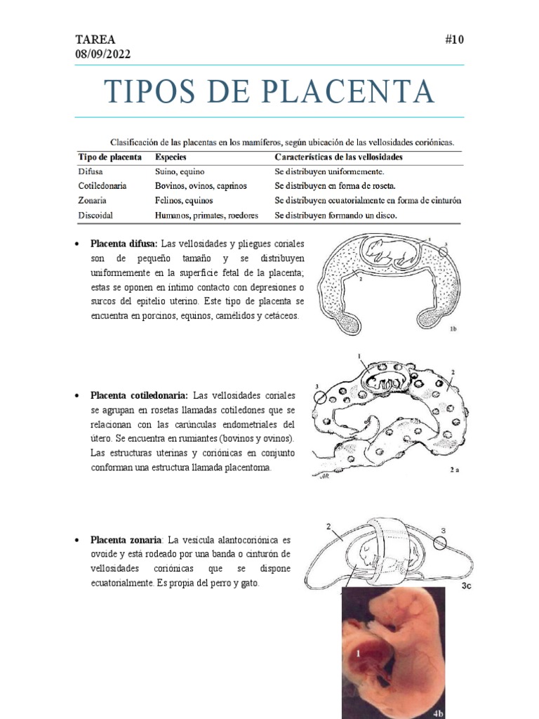 Los diferentes tipos de placenta en animales | PDF