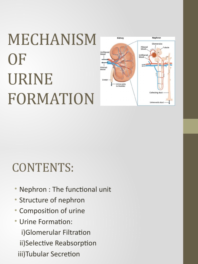 Mechanism of Urine Formation Explained | PDF | Abdomen | Kidney