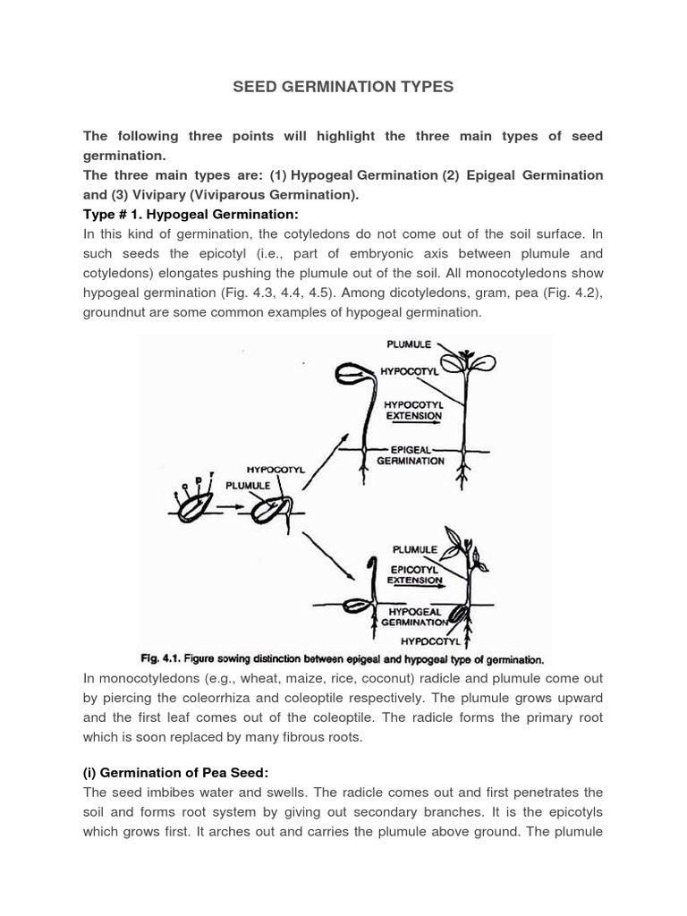 Seed Germination Types | PDF | Seed | Seedling