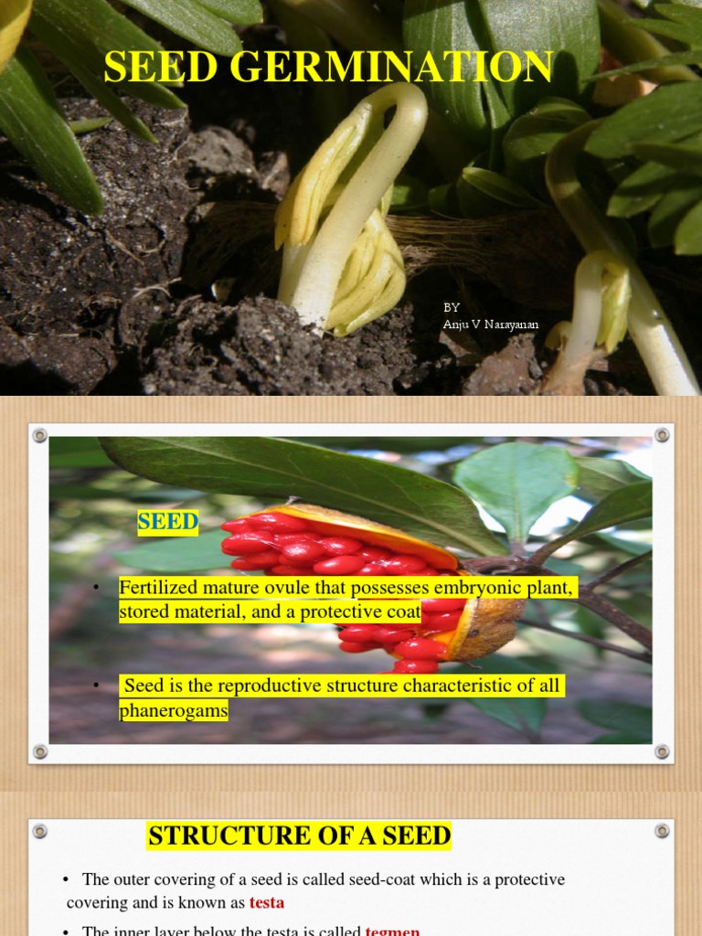 Seed Germination: BY Anju V Narayanan | PDF | Seed | Germination