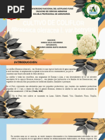 Apoplasto y Simplasto | PDF | Raíz | Biología Celular)