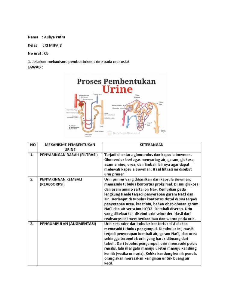 Proses dan Faktor Pembentukan Urine | PDF