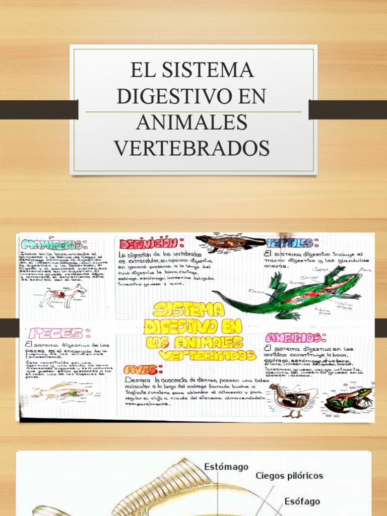 El Sistema Digestivo en Animales Vertebrados 2 | PDF