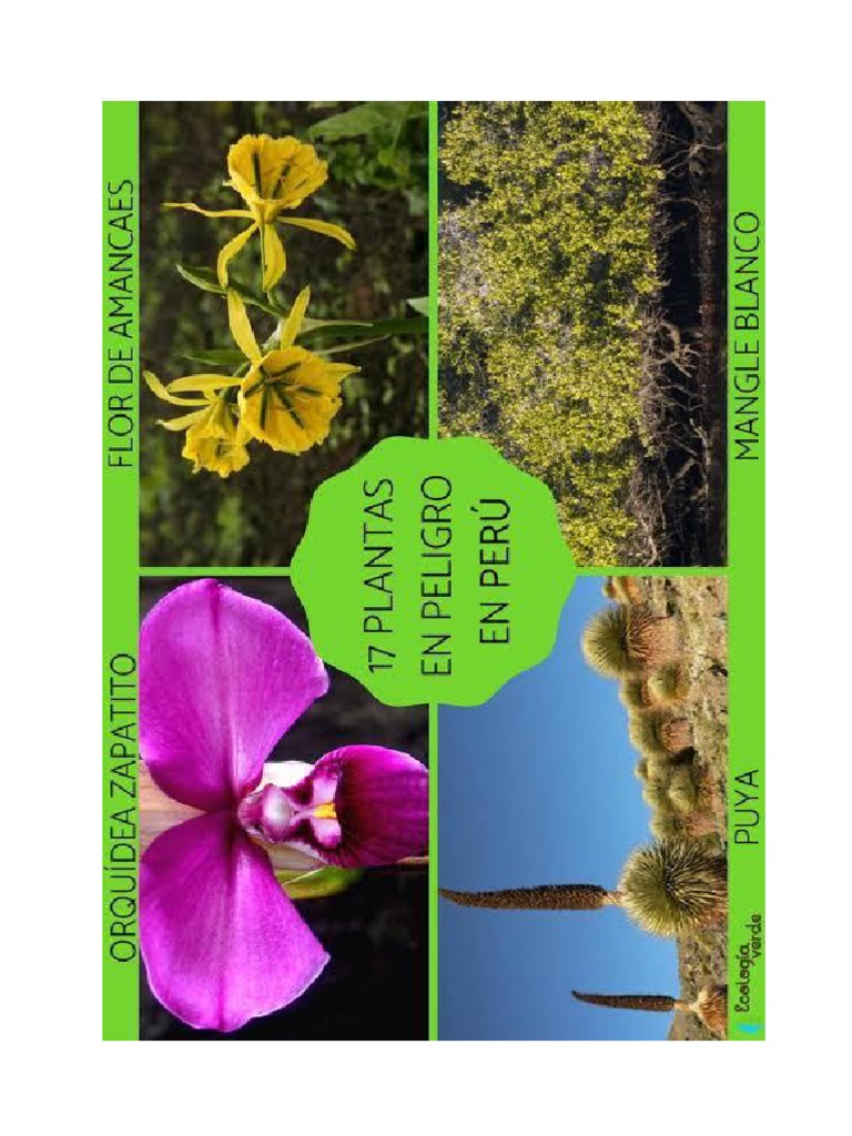 Flora y Fauna de La Sierra de Perú | PDF