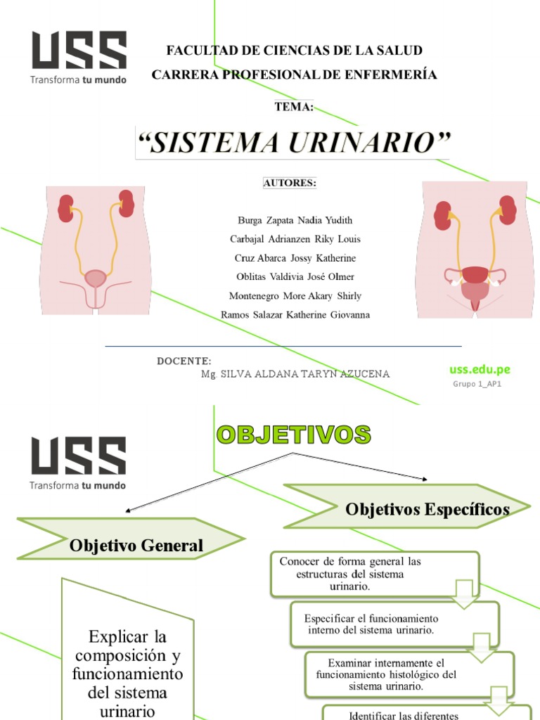Diapositivas Sustentación Grupo 1 AP1 AFII | PDF | Riñón | Sistema urinario