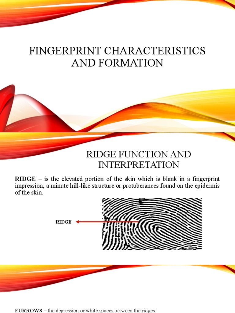 Fingerprint Characteristics and Formation | PDF