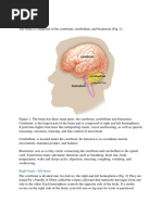 Brain Anatomy Mnemonics Guide | PDF | Brain | Anatomy
