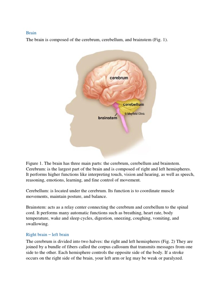 Brain Structure and Functions Guide | PDF | Cerebral Hemisphere | Skull