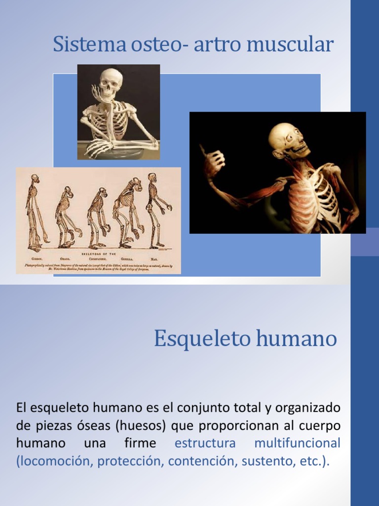 El sistema osteo-artro-muscular: la estructura y función del esqueleto, articulaciones y ...