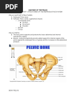 Differences Between Male and Female Pelvis | PDF | Pelvis | Skeletal System