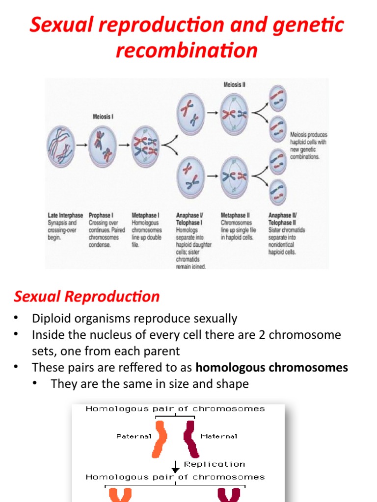 Meiosis Sexuall Reproduction And Genetic Recombination Pdf Meiosis