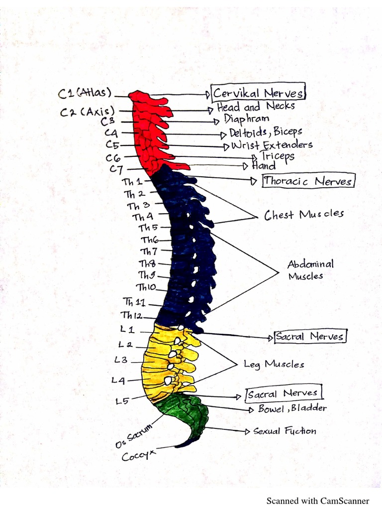 Anatomi Medulla Spinalis | PDF