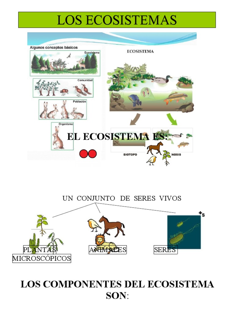 Tipos de Ecosistemas para Niños | PDF | Ciencia y matemáticas