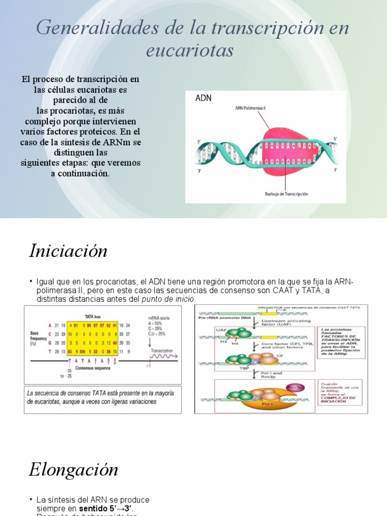 Generalidades de La Transcripción en Eucariotas | PDF | La ...