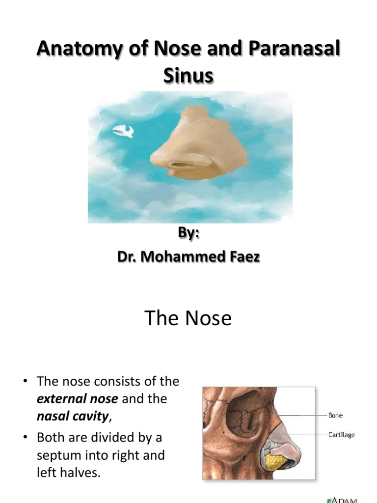 Anatomy - Nose & Paranasal Sinuses | PDF | Human Nose | Human Anatomy