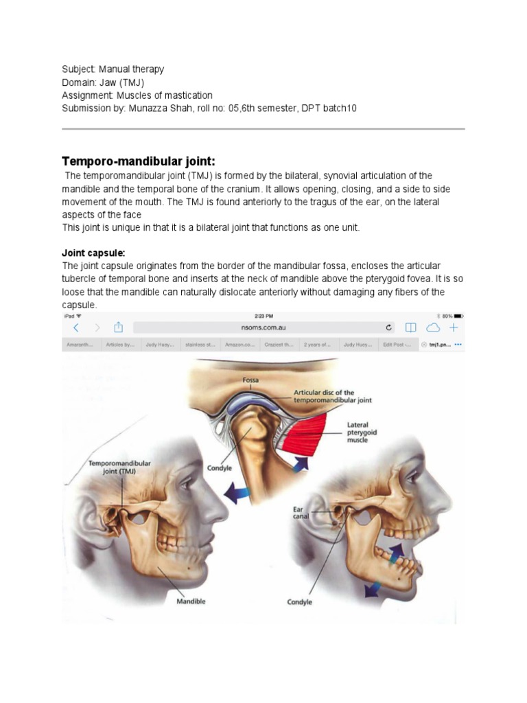 MT Assignment, Muscles of Mastication | PDF | Human Anatomy | Anatomy