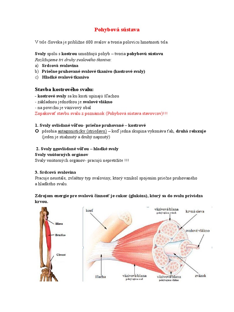Pohybová Sústava + Svaly Poznámky | PDF