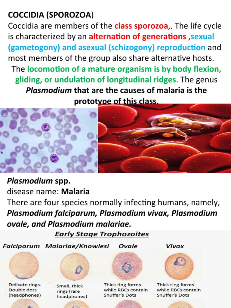 Plasmodium | PDF | Plasmodium Falciparum | Plasmodium