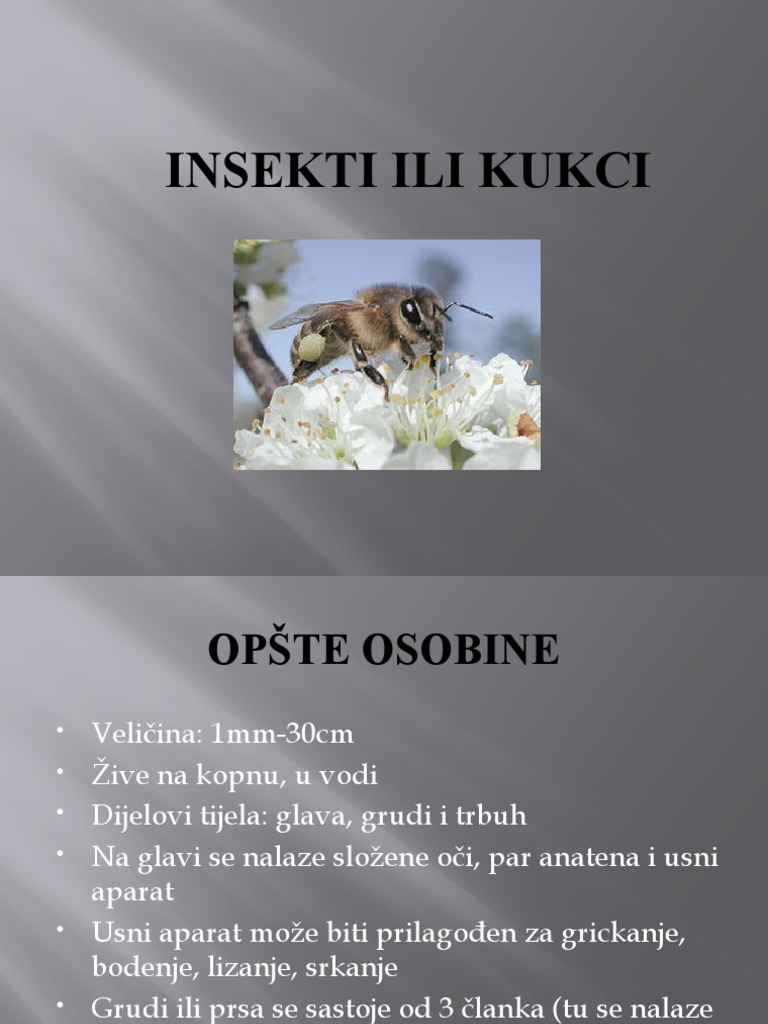 Insekti Ili Kukci | PDF
