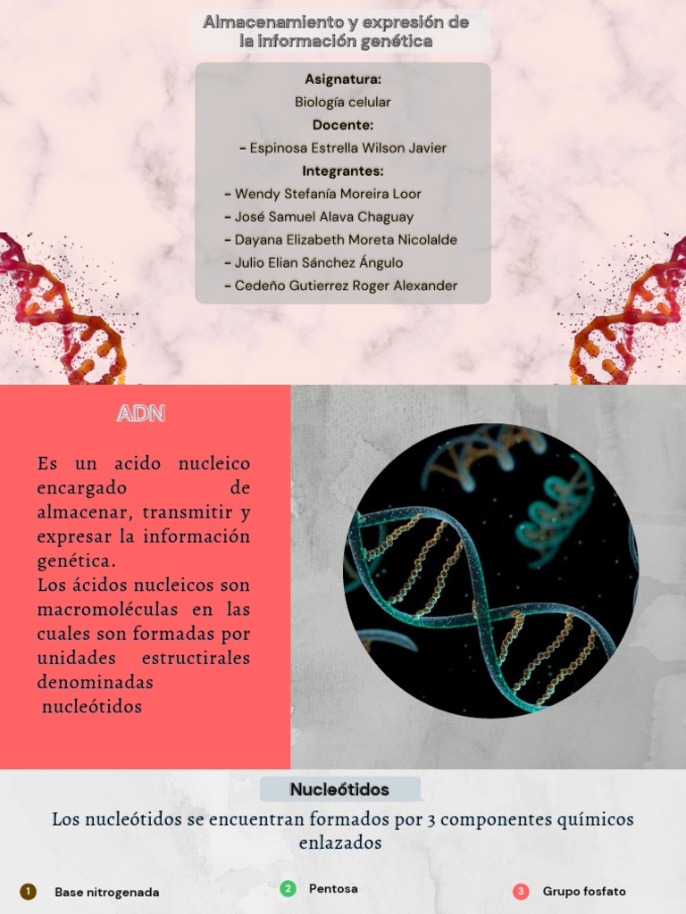 Almacenamiento y Expresión de La Información Genética | PDF