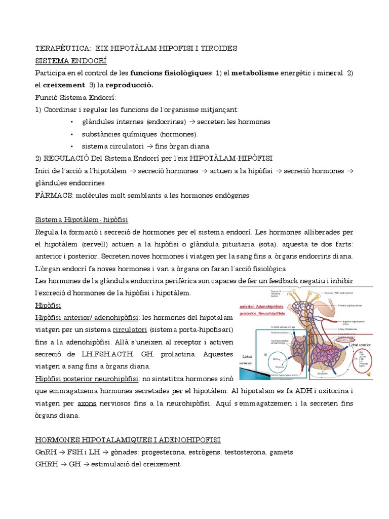 Apunts Hormones Carpeta 5 | PDF