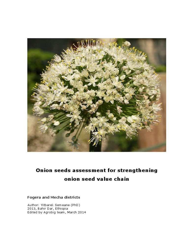 Onion Seed Value Chain Study | PDF | Onion | Agriculture