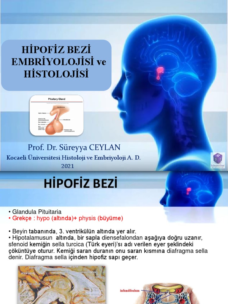9) Hipofiz bezi embriyolojisi ve histolojisi | PDF
