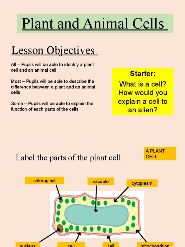 Plant and Animal Cells | PDF